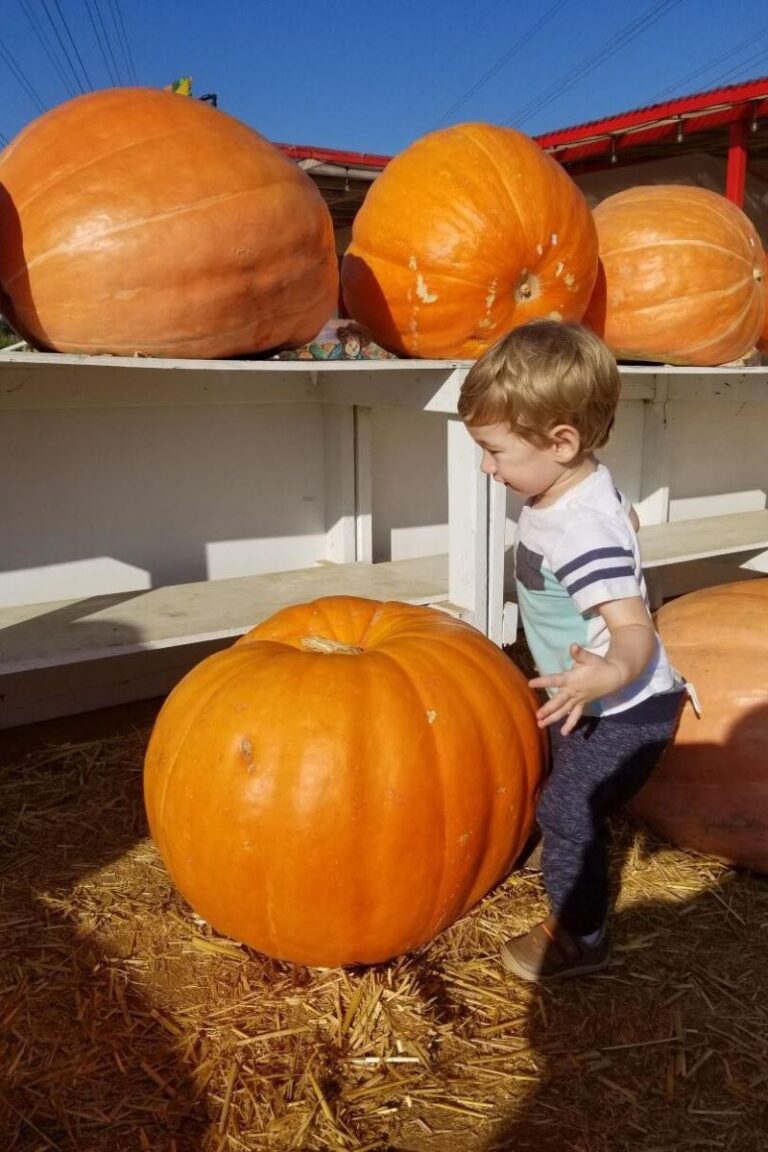 A Spooktacular Pumpkin Patch to Visit in Carlsbad - How to Holly