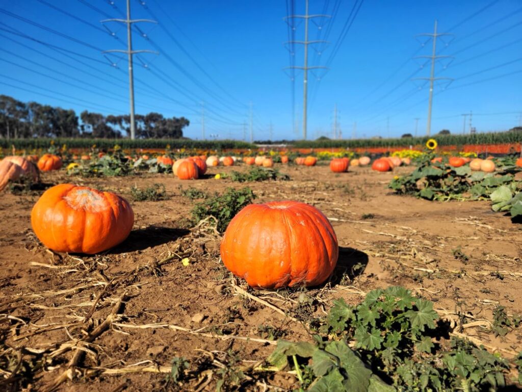 A Spooktacular Pumpkin Patch to Visit in Carlsbad