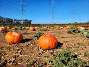 A Spooktacular Pumpkin Patch to Visit in Carlsbad
