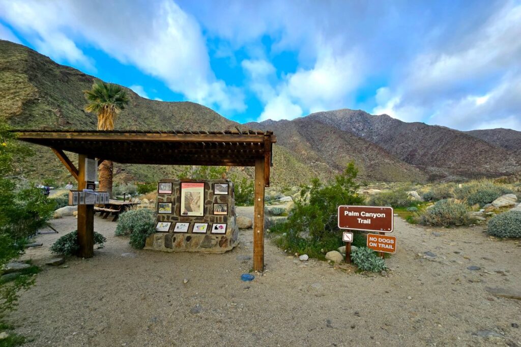 Hiking Borrego Palm Canyon Trail: What You Need to Know - How To Holly