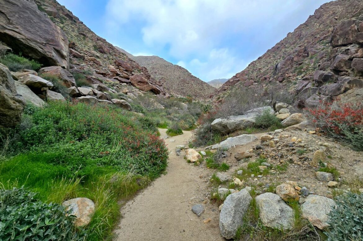 Hiking Borrego Palm Canyon Trail: What You Need to Know