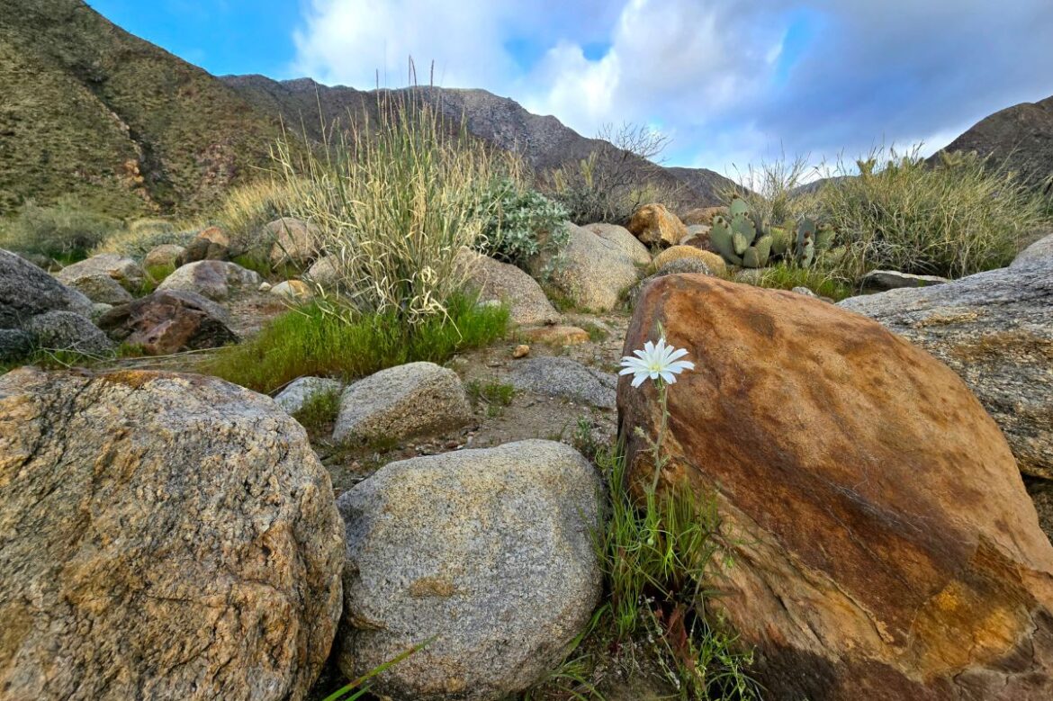 Hiking Borrego Palm Canyon Trail: What You Need to Know - How To Holly