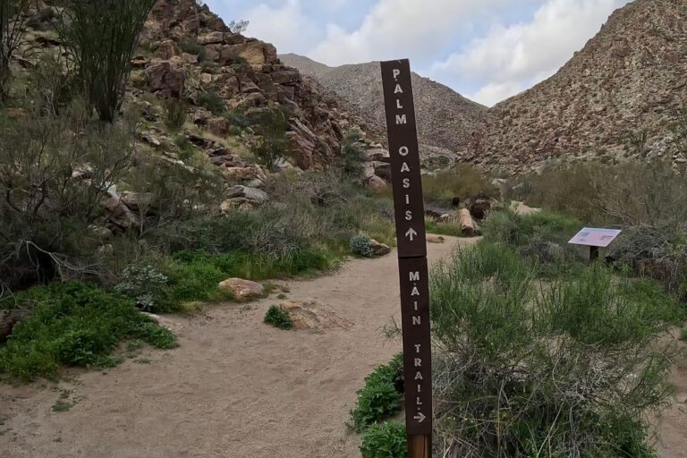 Hiking Borrego Palm Canyon Trail: What You Need to Know