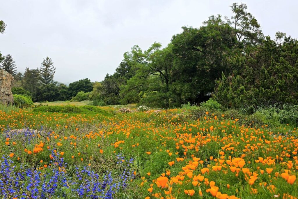 Santa Barbara Botanic Garden: How to Visit This Lush Treasure - How To ...