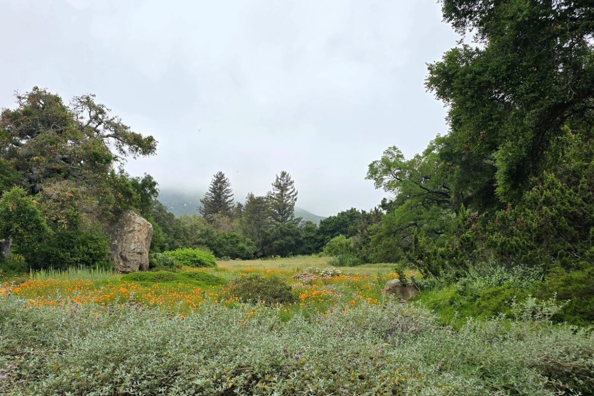 Santa Barbara Botanic Garden: How to Visit This Lush Treasure - How To ...