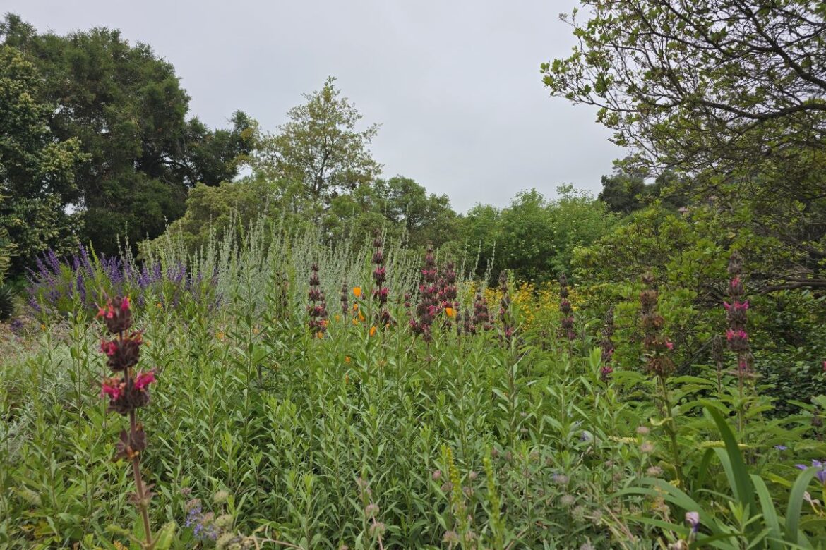 Santa Barbara Botanic Garden: How to Visit This Lush Treasure - How To ...